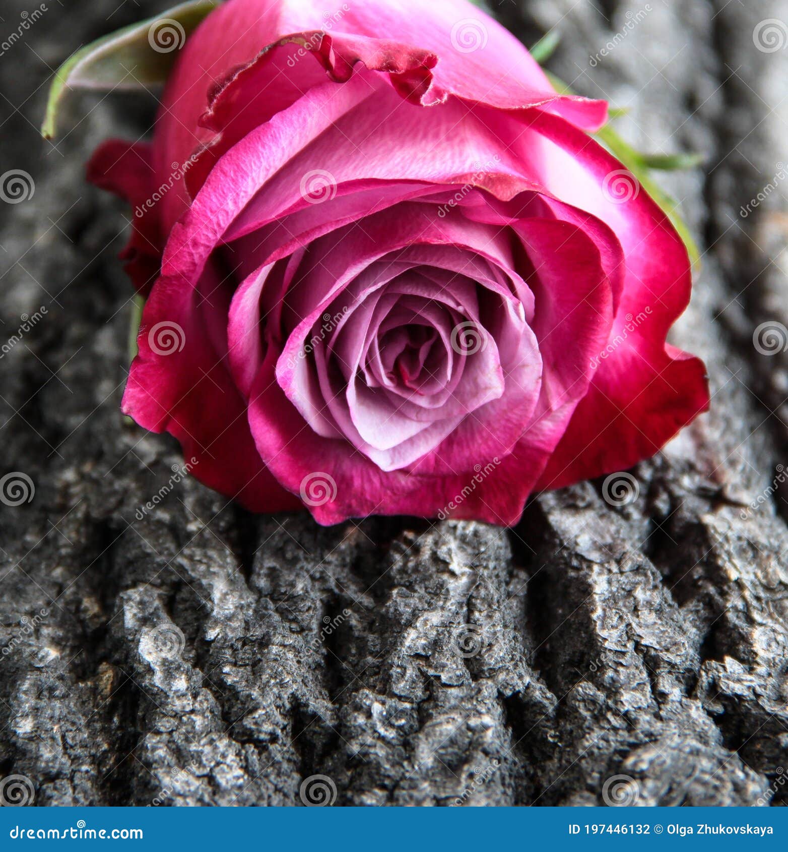 One Rose on the Bark of a Tree. Flower on a Textured Background Stock ...