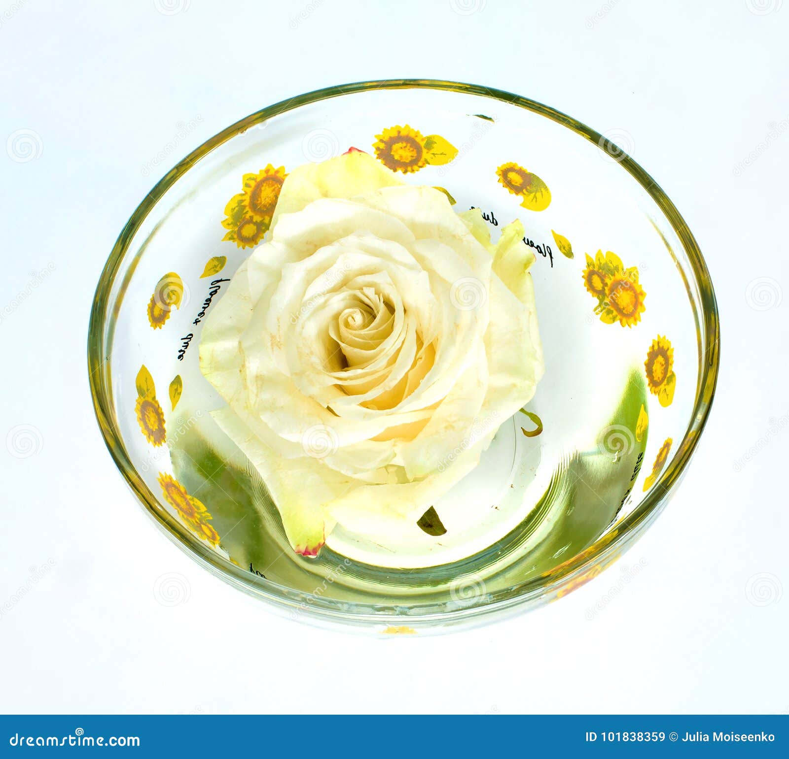 One Rose in a Glass on a White Background, Stock Image - Image of ...