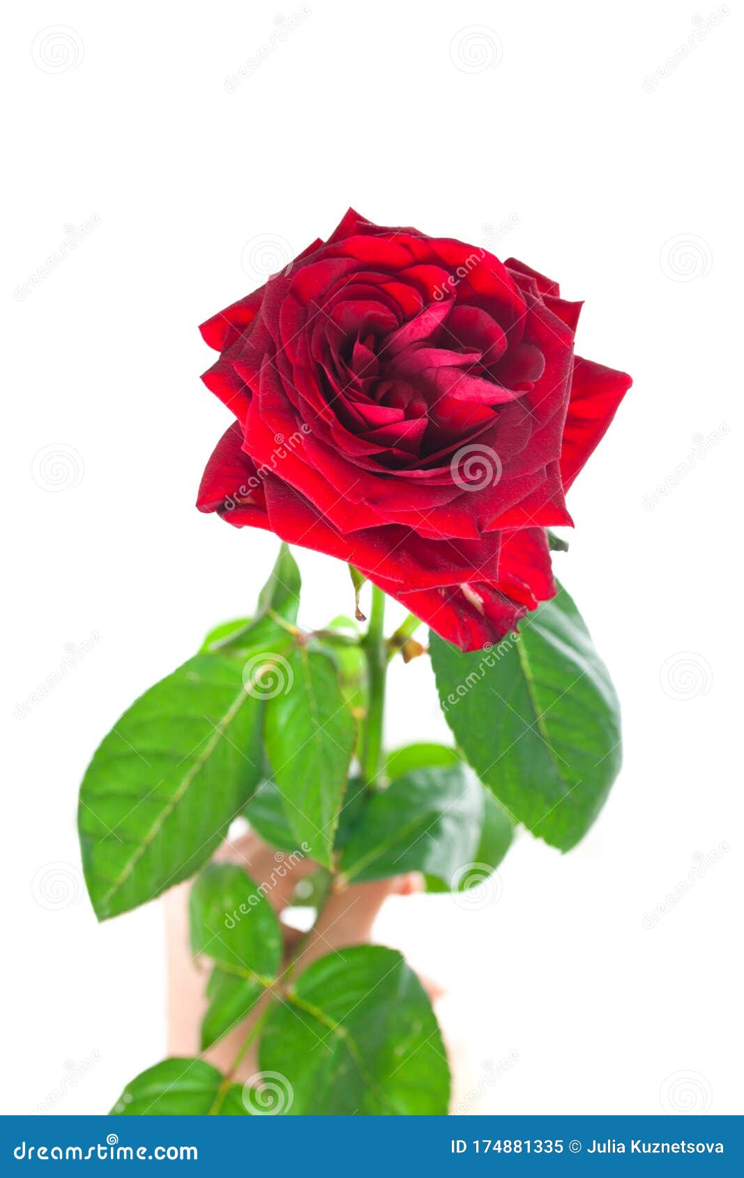 One Rose in Hand on White Background Stock Image - Image of spring ...