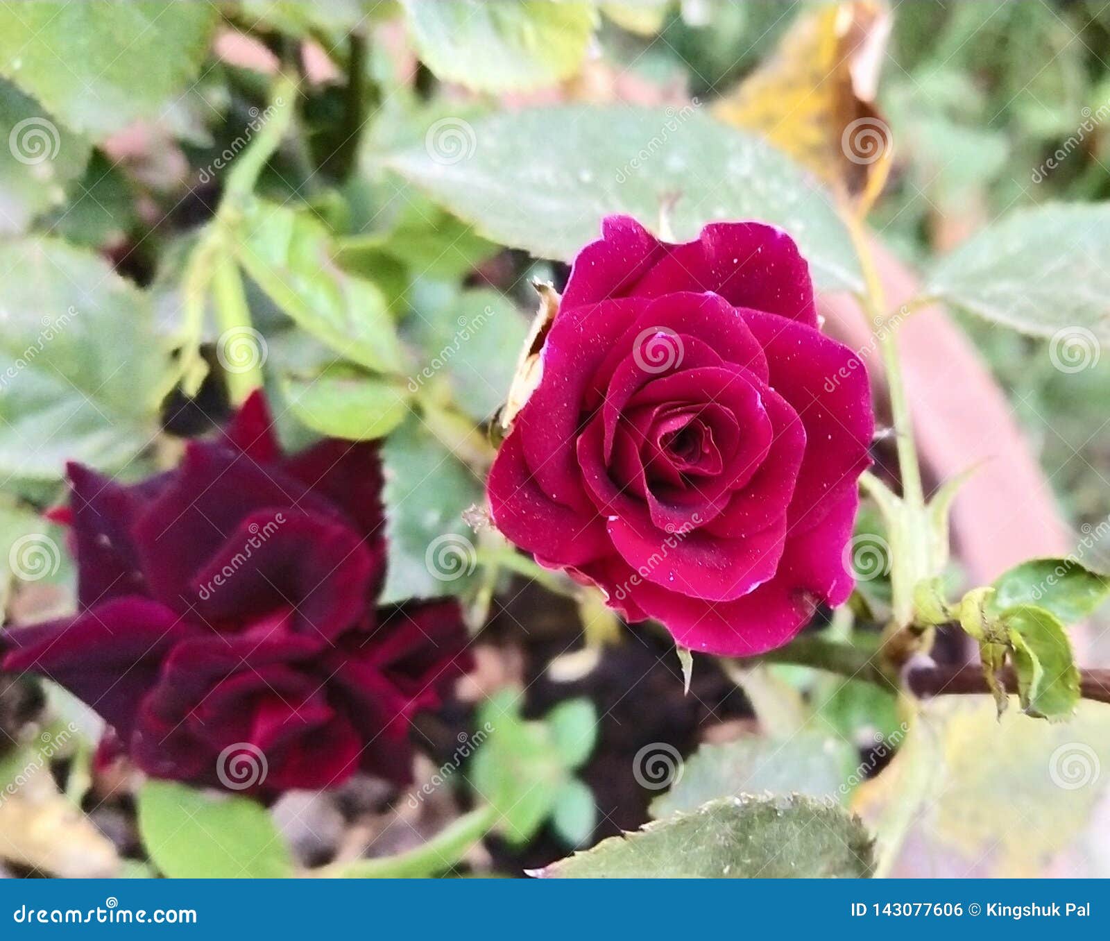 One Rose stock photo. Image of colour, rose, love - 143077606