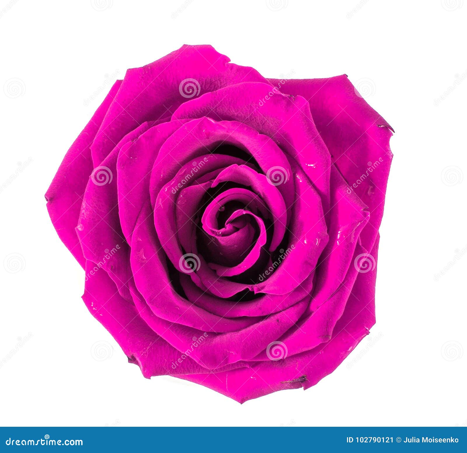 One Rose on a White Background, without Leaves. Stock Image - Image of ...