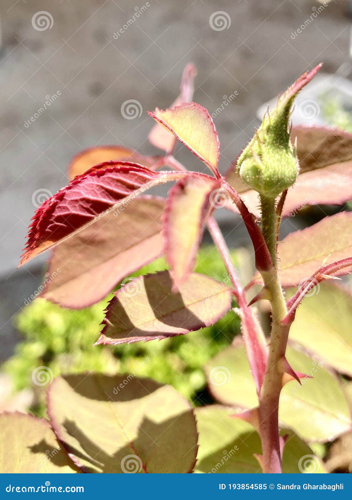 One Rosebud stock image. Image of rosebud, pretty, bloom - 193854585