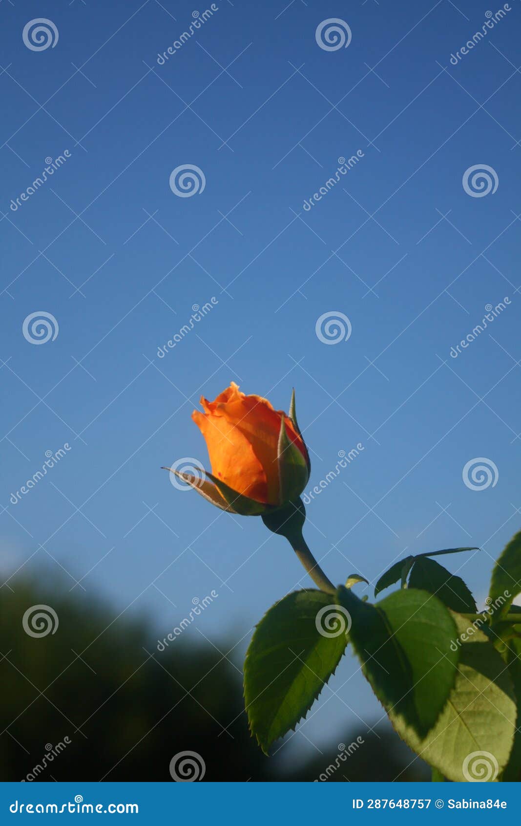 One of Roses Buttons on the Blue Sky Stock Image - Image of garden ...