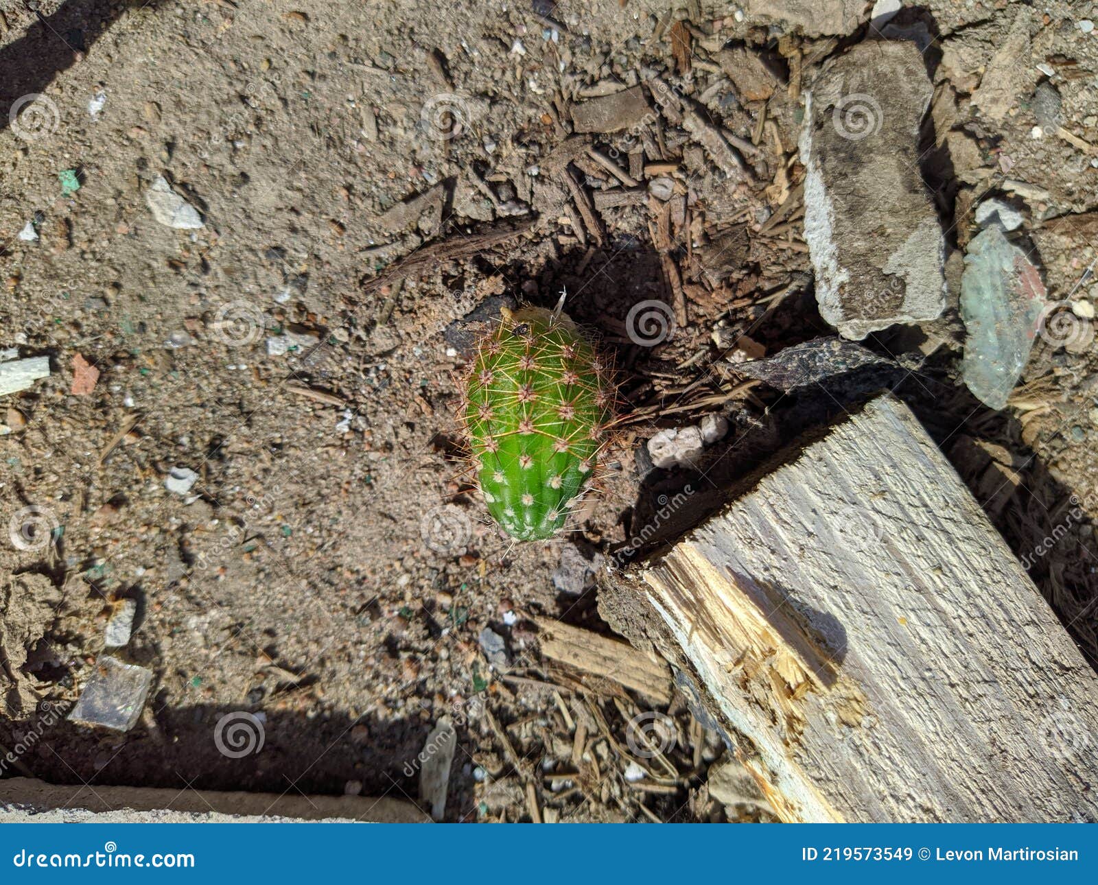 One Rotten Cactus in the Trash Heap during the Day Stock Image - Image ...