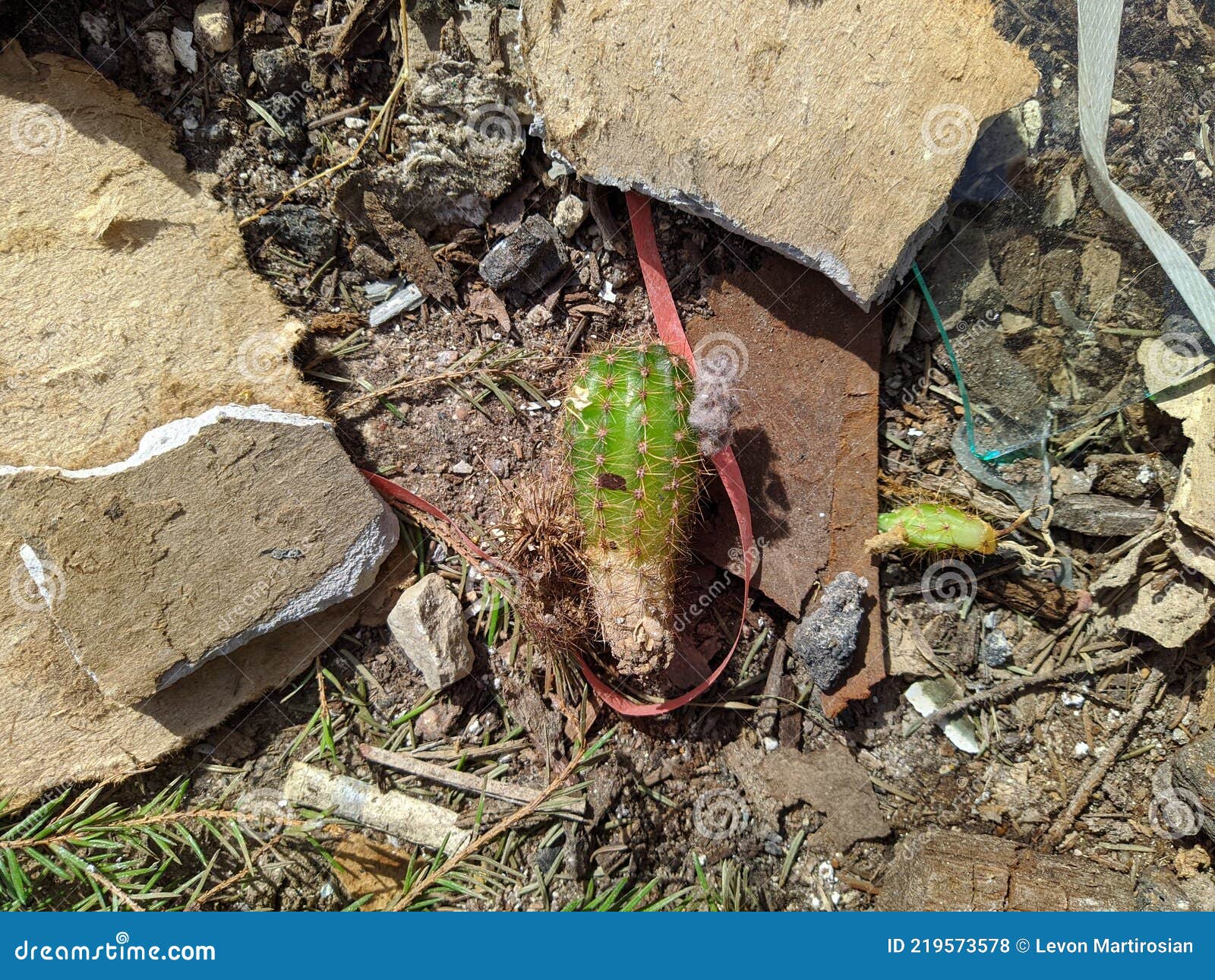 One Rotten Cactus in the Trash Heap during the Day Stock Photo - Image ...