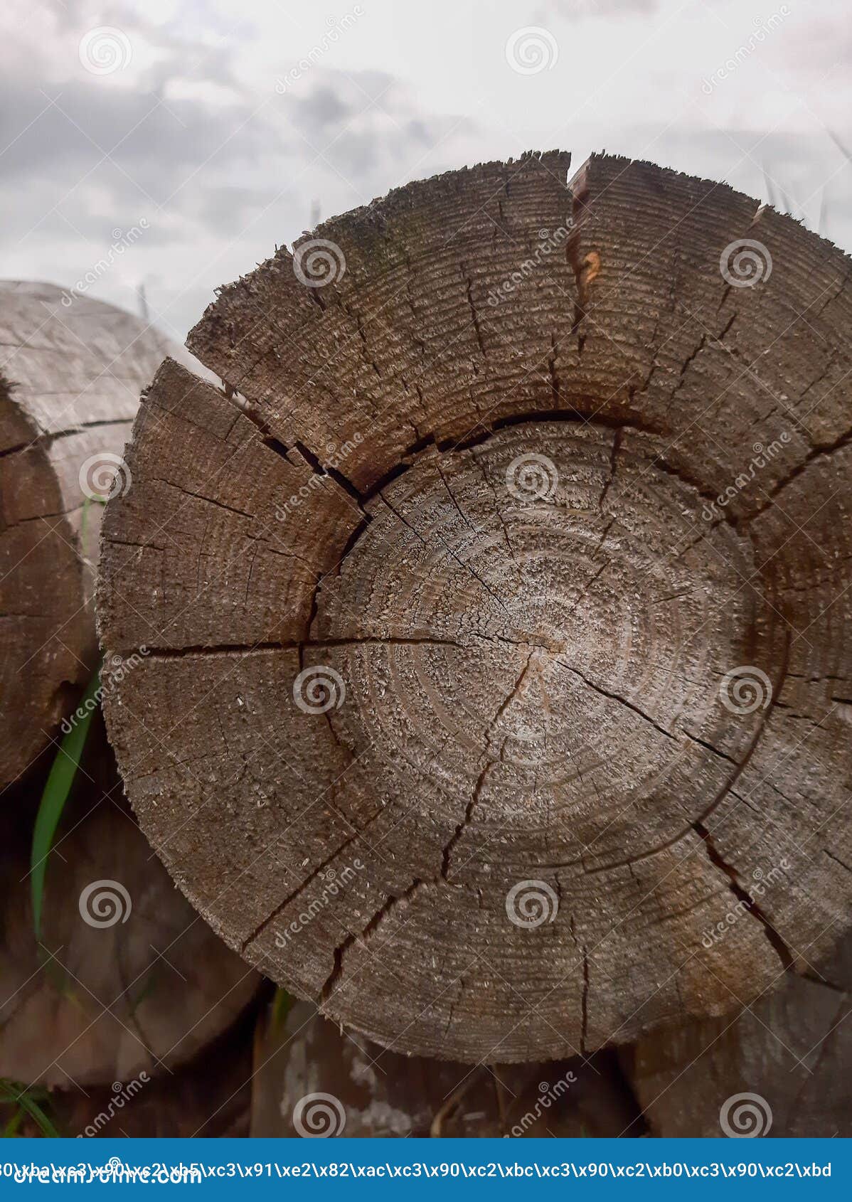 Round Log of a Tree Trunk with Cracks in the Wooden Texture on a Round ...