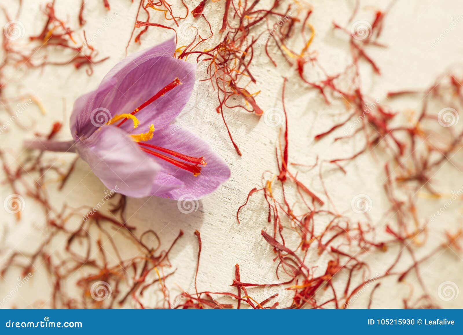 One Saffron Flower and a Lot of Drying Saffron Types Stock Photo ...