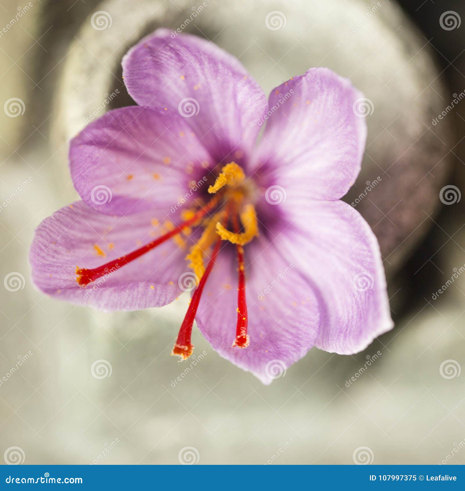 One saffron flower stock image. Image of aromatic, cousine - 107997375