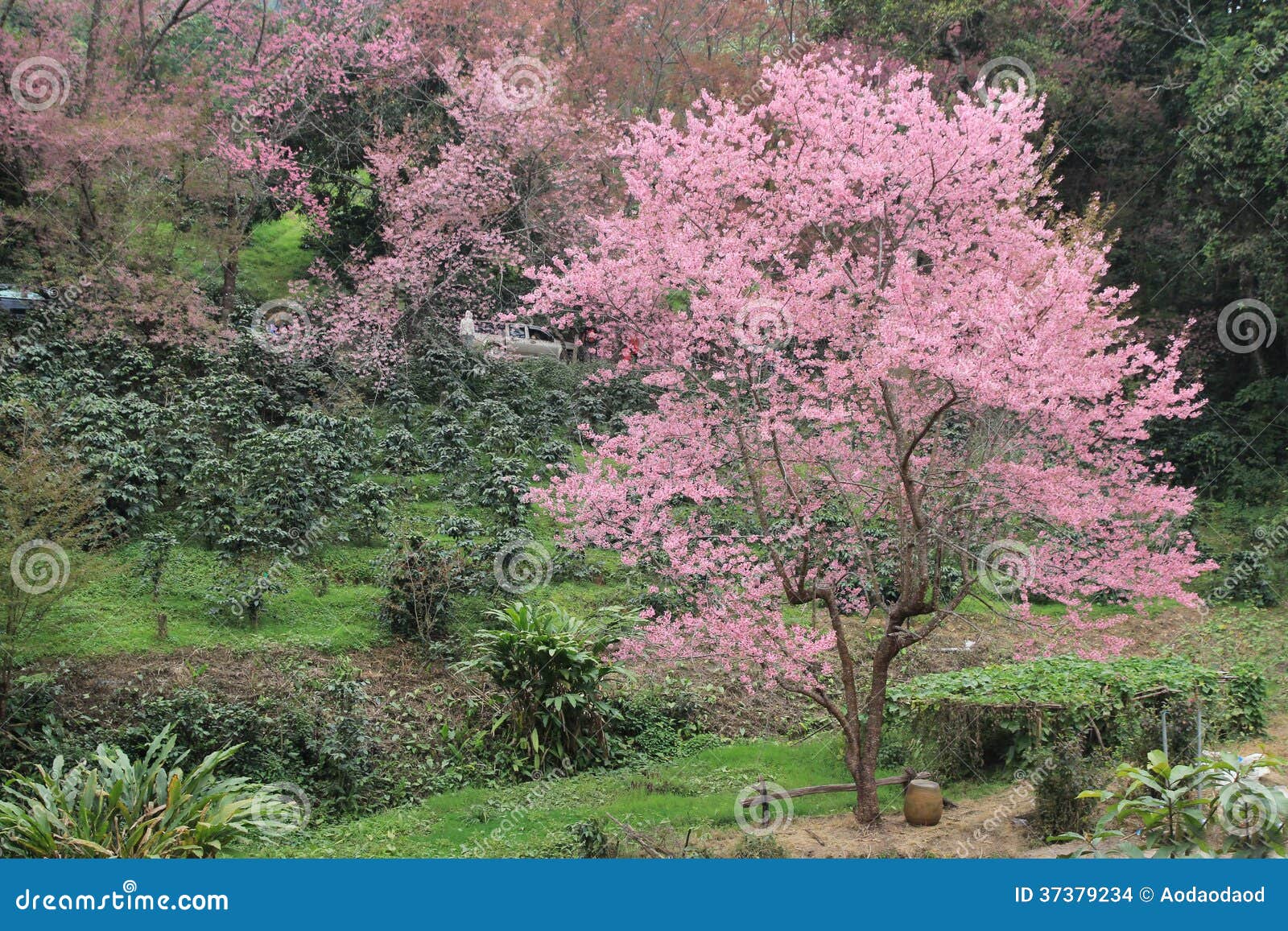 One sakura tree stock photo. Image of love, plant, april - 37379234