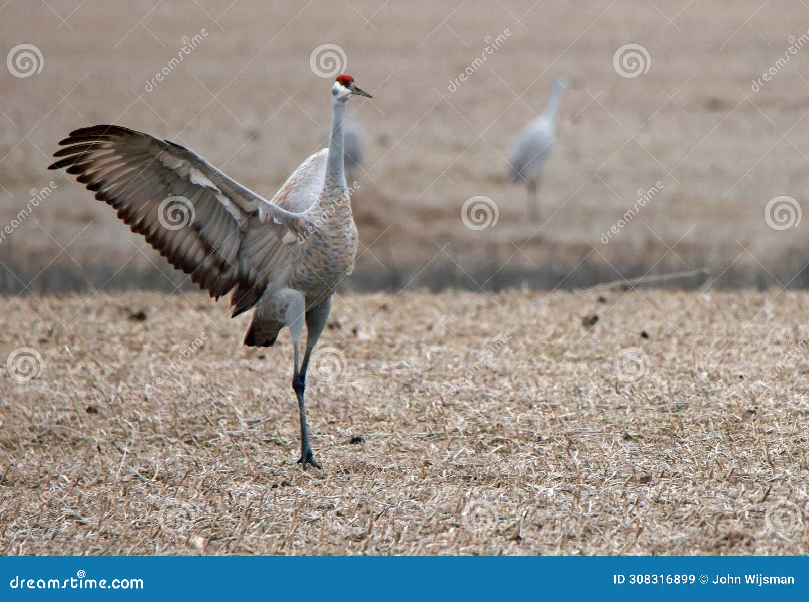 One Sandhill Crane with Wings Spread Stock Image - Image of waterfowl ...
