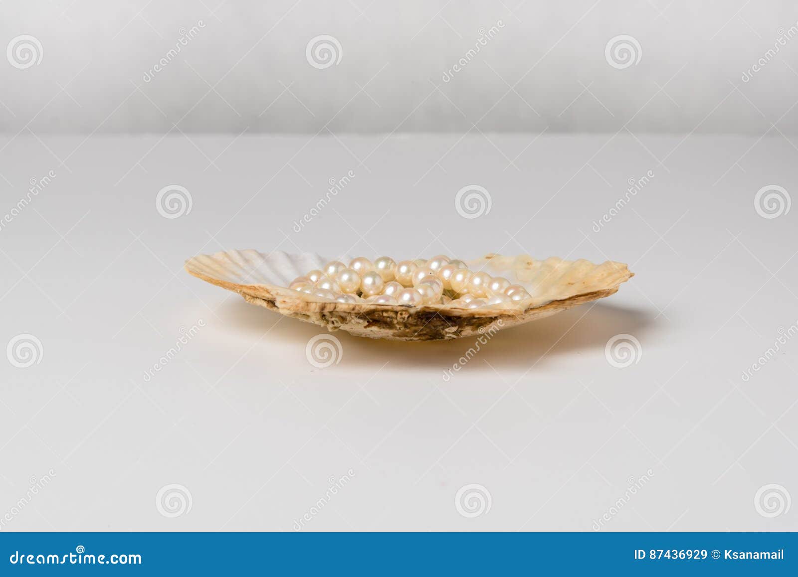 One Scallop Shell with Pearl Necklace Stock Image - Image of pearlshell ...