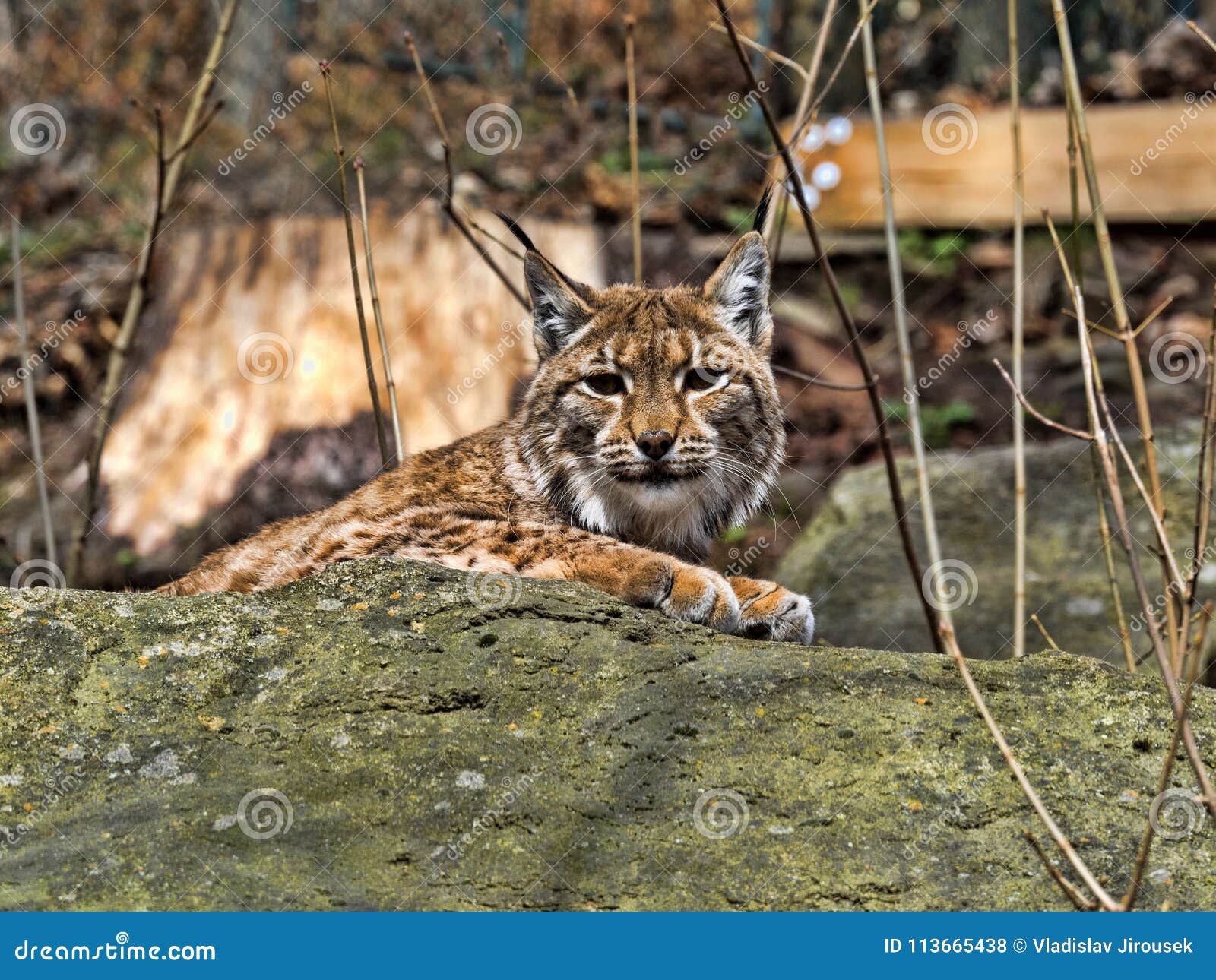 The Scandinavian Lynx, Lynx Lynx Lynx, With An Angry Hump Back Royalty ...