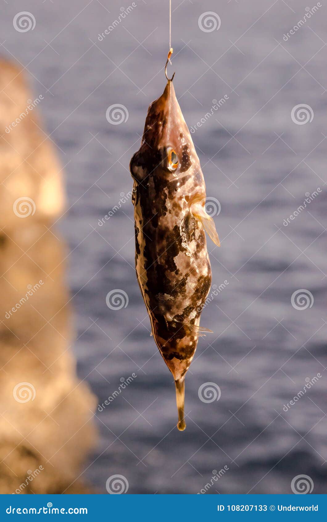 One Sea Fish Hooked stock image. Image of bait, animal - 108207133
