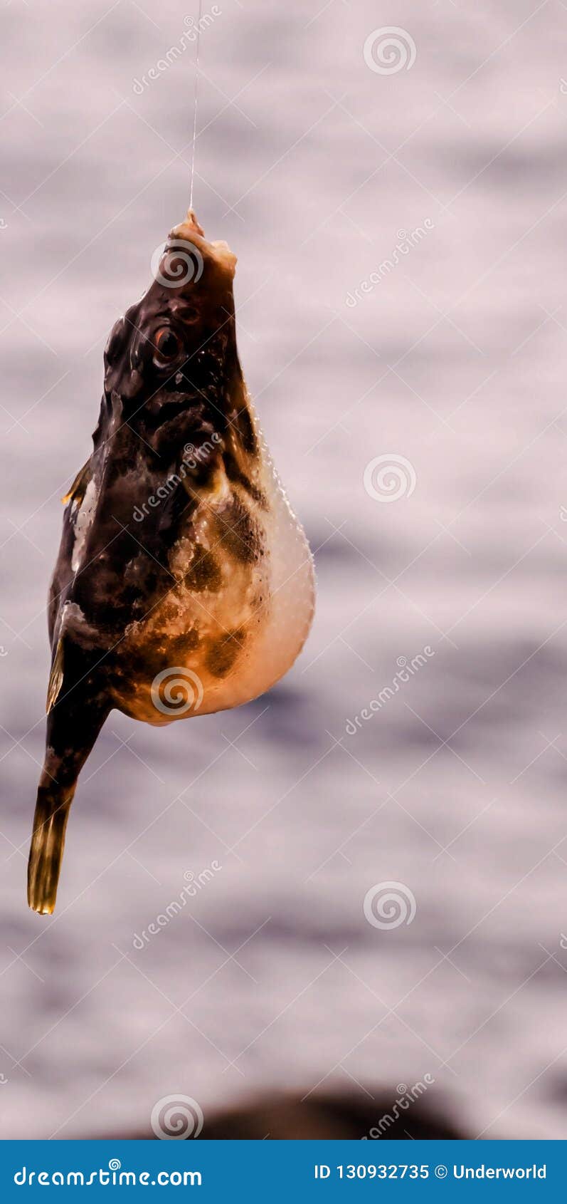 One Sea Fish Hooked stock image. Image of ocean, coast - 130932735