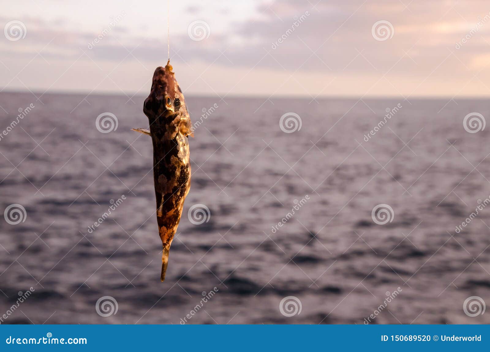 One Sea Fish Hooked stock photo. Image of fresh, catch - 150689520