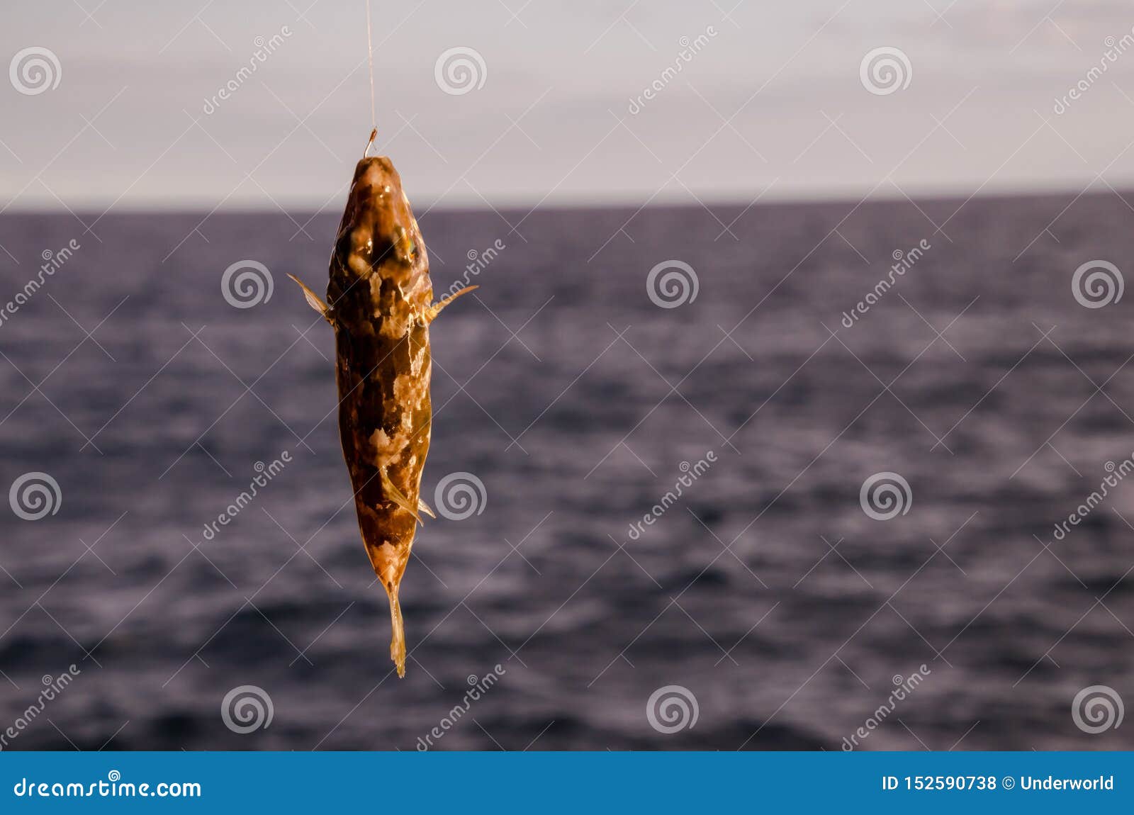 One Sea Fish Hooked stock photo. Image of animal, fishing - 152590738
