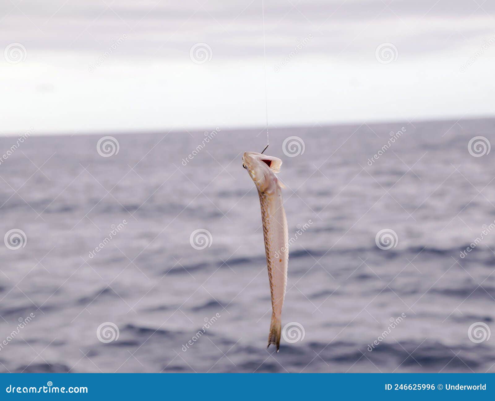 One Sea Fish Hooked stock photo. Image of ocean, tropical - 246625996