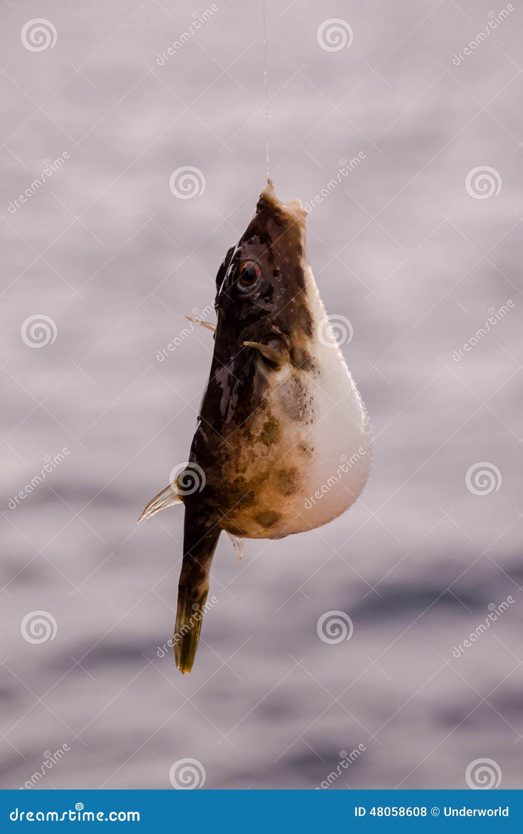 One Sea Fish Hooked stock photo. Image of catch, leisure - 48058608