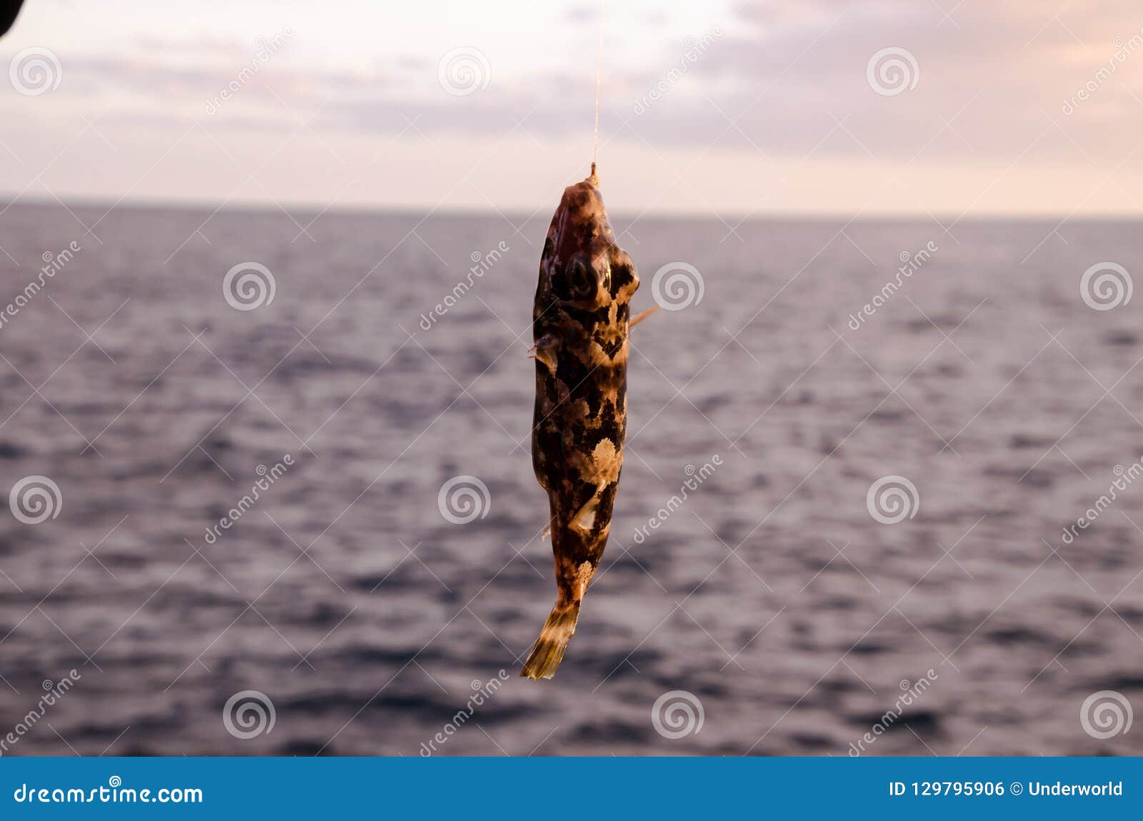 One Sea Fish Hooked stock photo. Image of water, seafood - 129795906