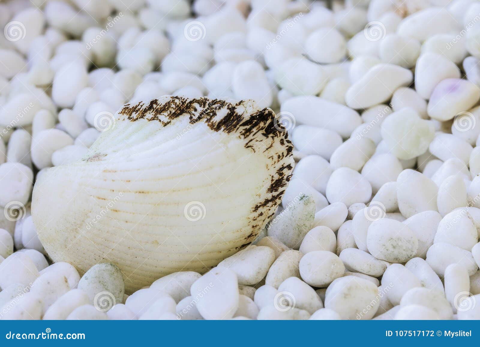 One sea seashell stock photo. Image of seashell, shape - 107517172
