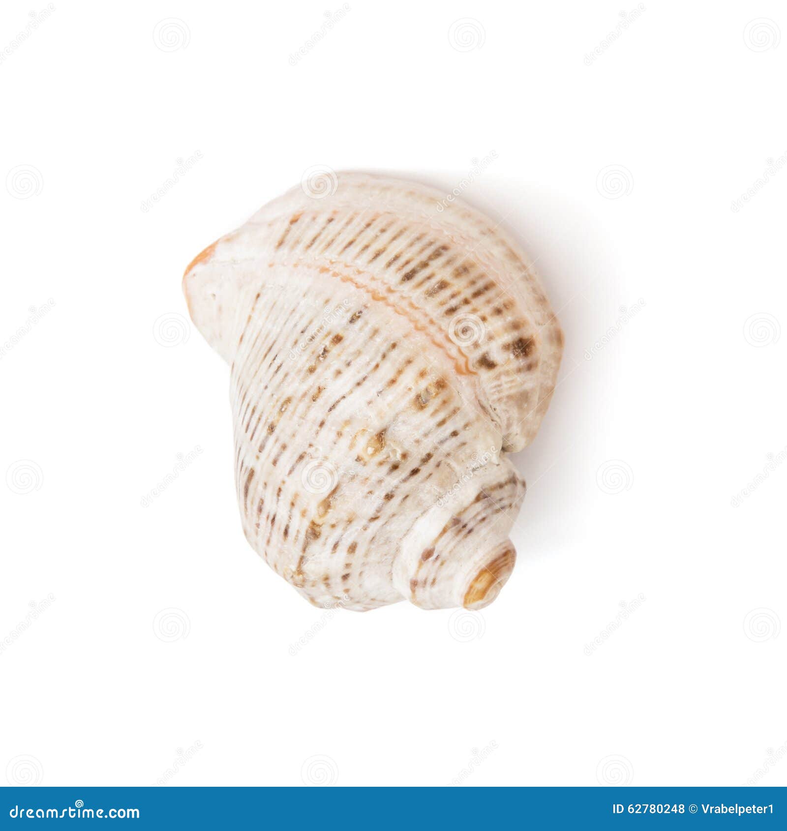 One sea shell stock photo. Image of coast, pool, collectibles - 62780248