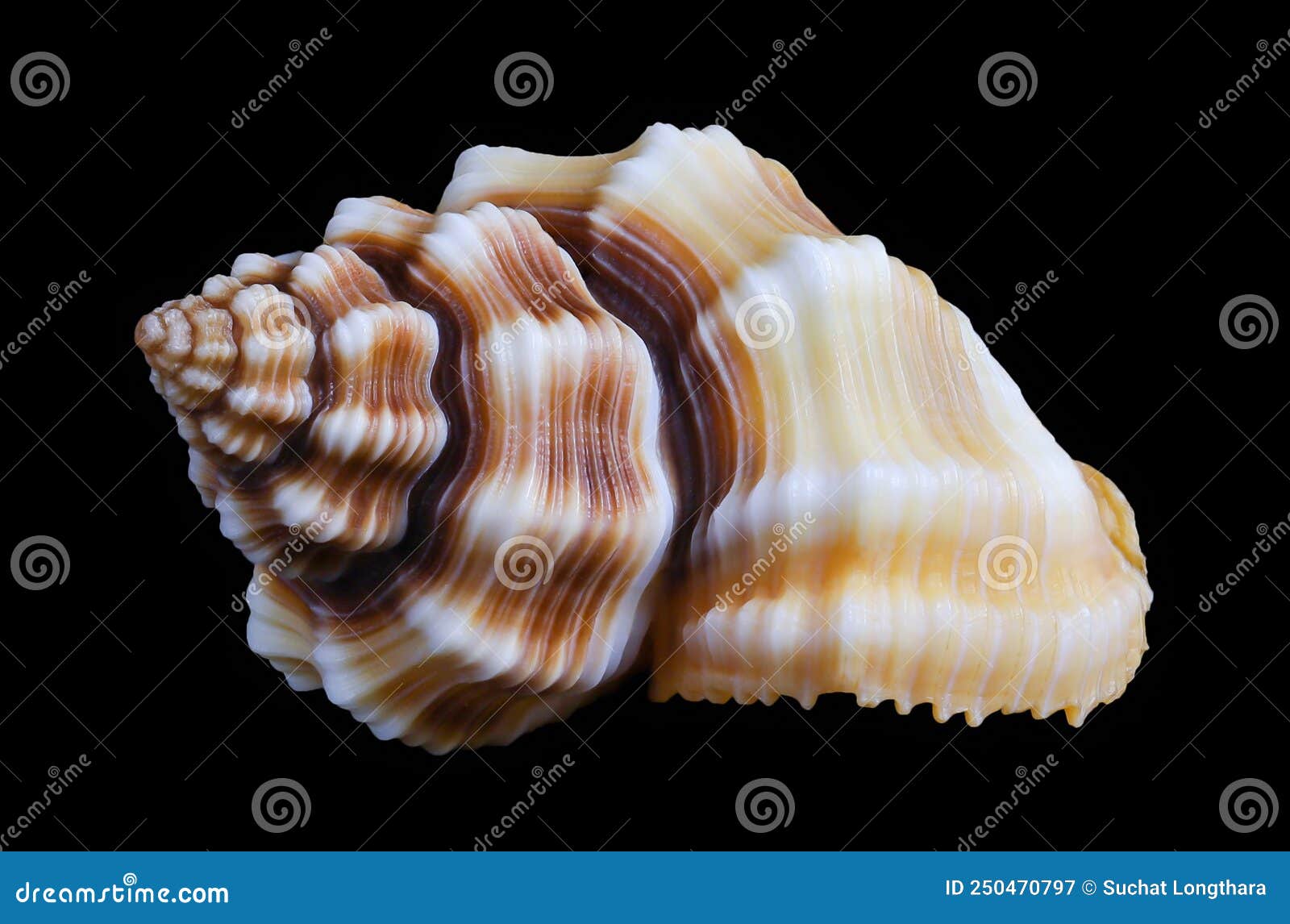 One Sea Shell Isolated on a Black Background. Stock Image - Image of ...