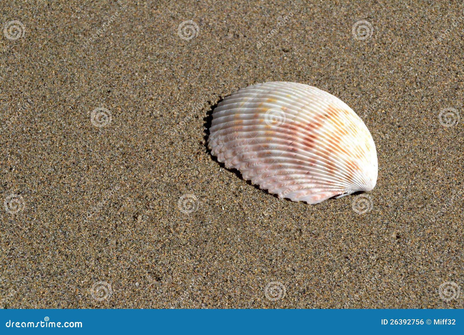 One sea shell on the sand stock photo. Image of decorative - 26392756
