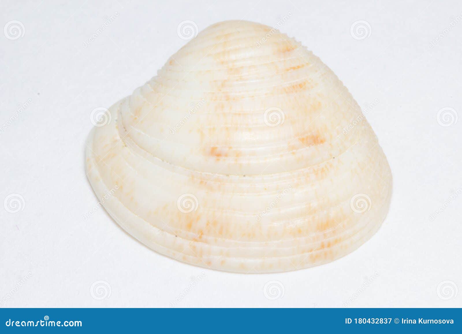 Sea Shells on a White Background Stock Image - Image of oyster, animal ...