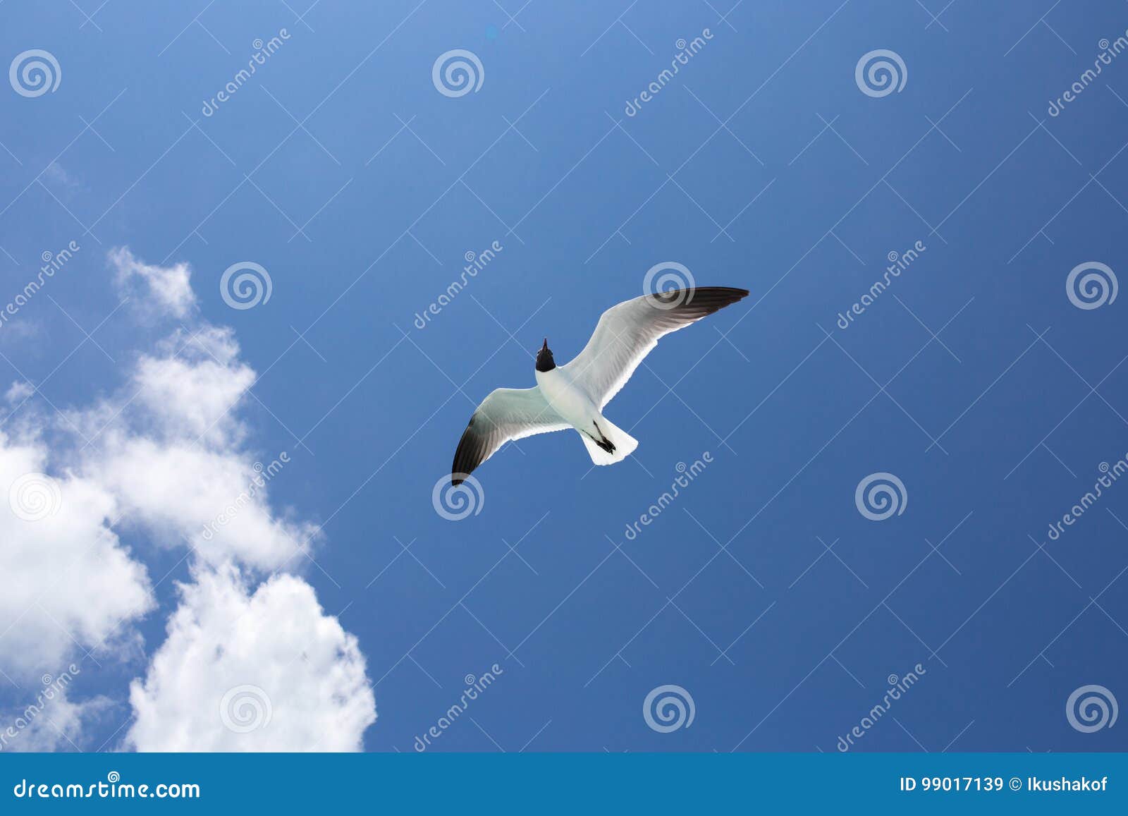 One Seagull on the Blue Sky Background Stock Image - Image of blue ...