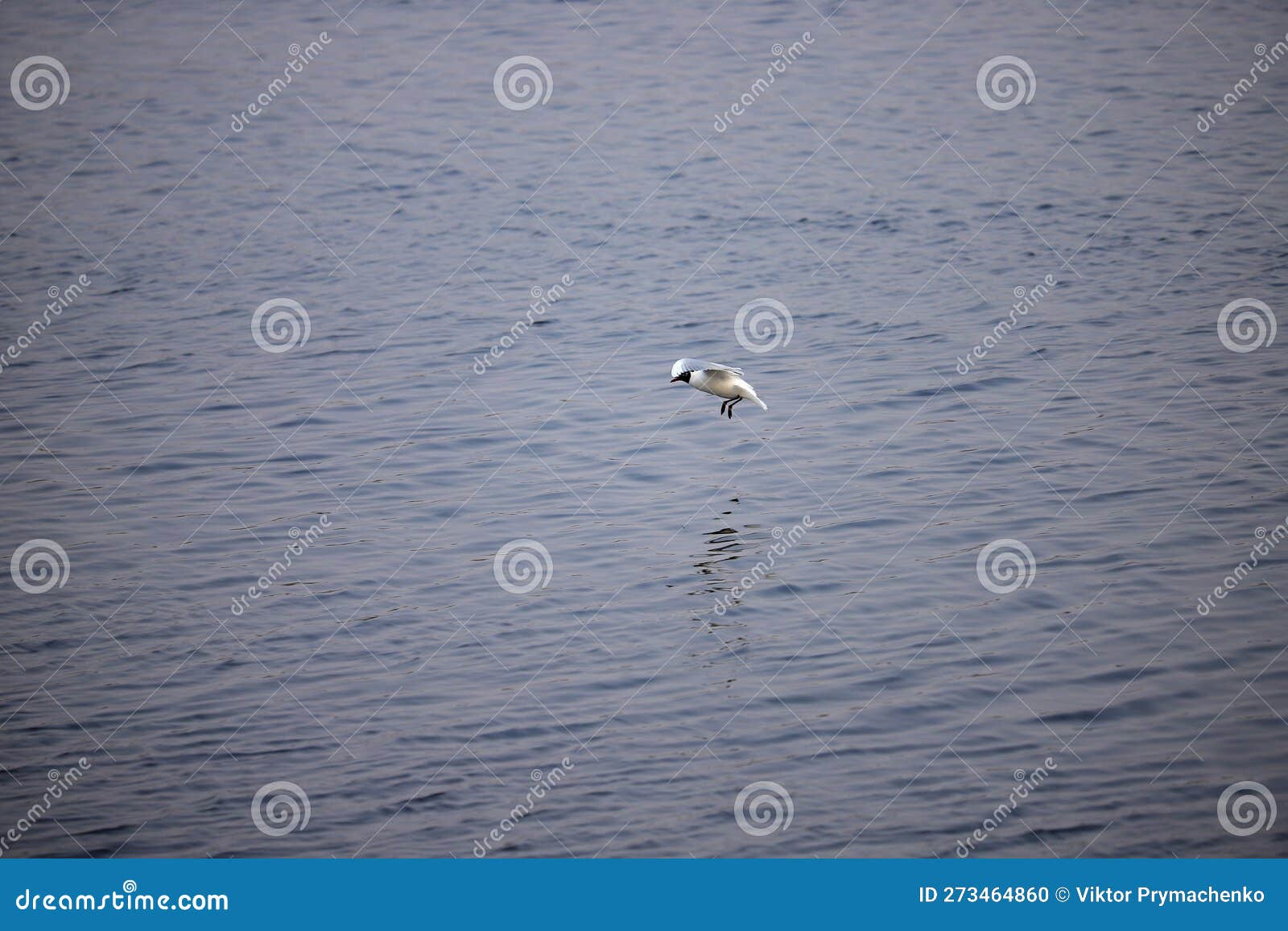 One Seagull Flies Over the Water Stock Photo - Image of wave ...