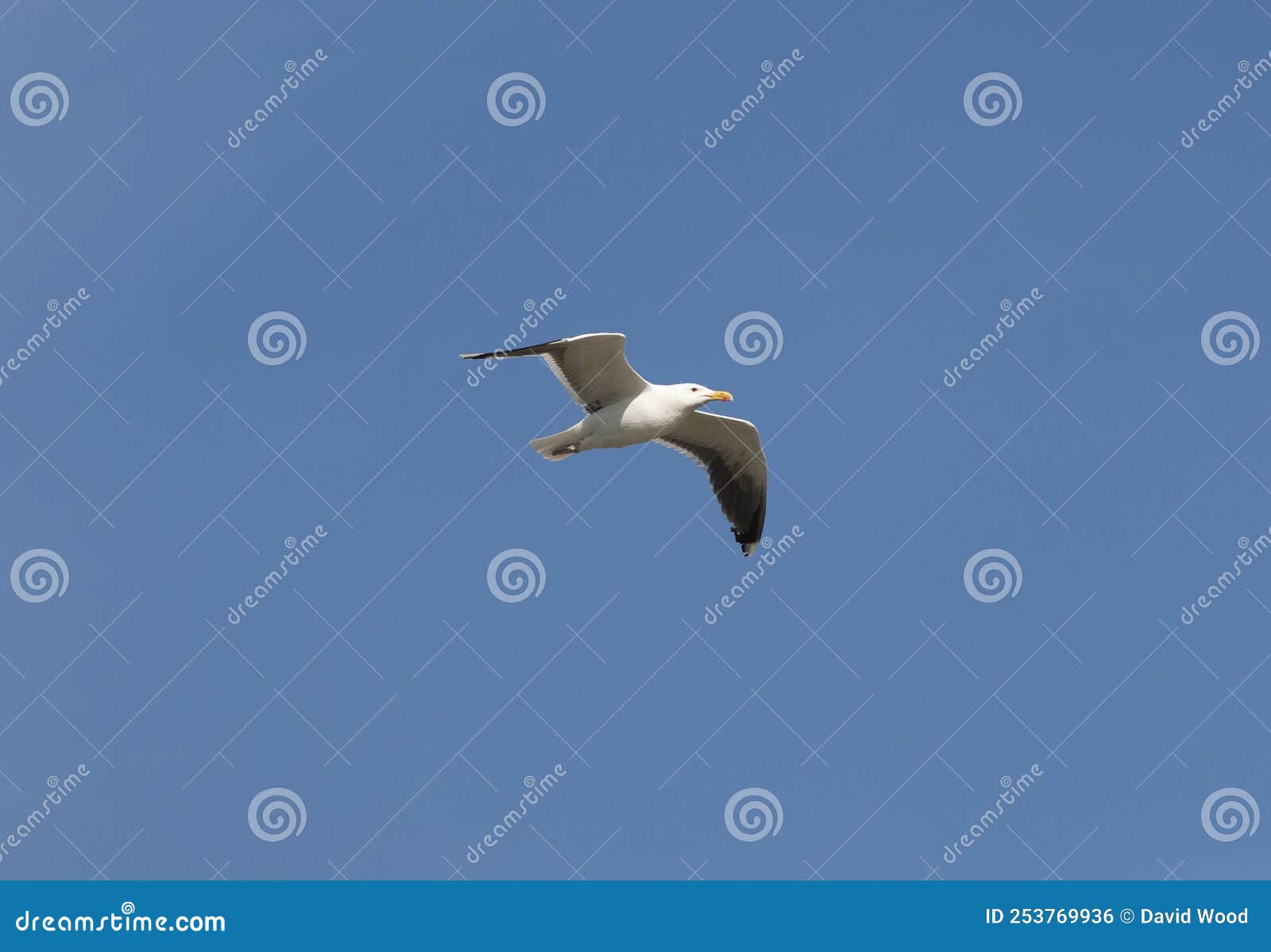 One Seagull Floating in the Wind while Flying at the Beach Stock Photo ...