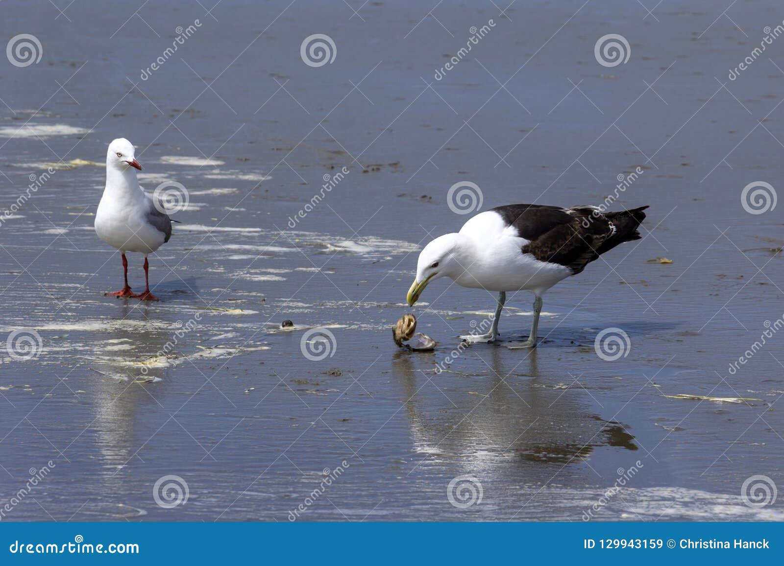 One Seagull Got a Shell, but Another, Smaller Seagull is Looking Stock ...