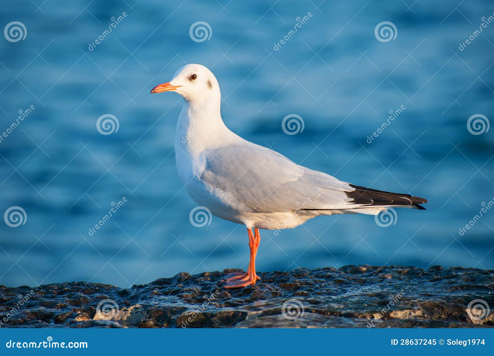 One seagull side view stock image. Image of length, light - 28637245