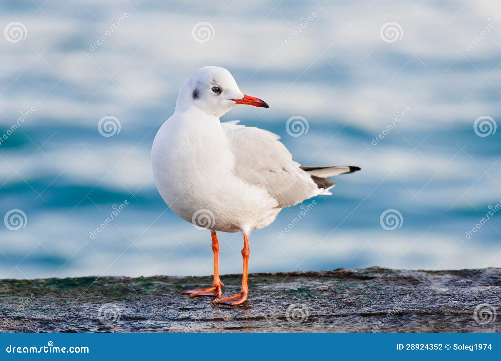 One seagull side view stock photo. Image of close, looking - 28924352