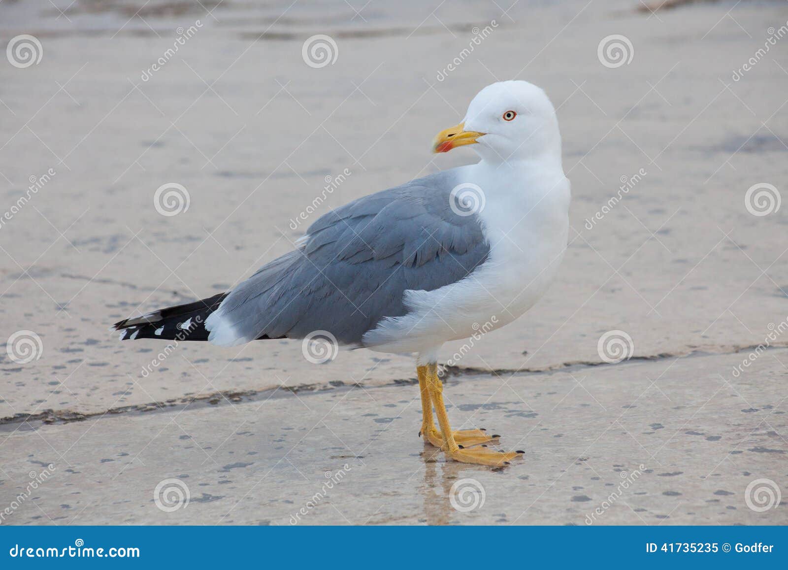 One Seagull, Side View , Looking Back Stock Image - Image of back ...