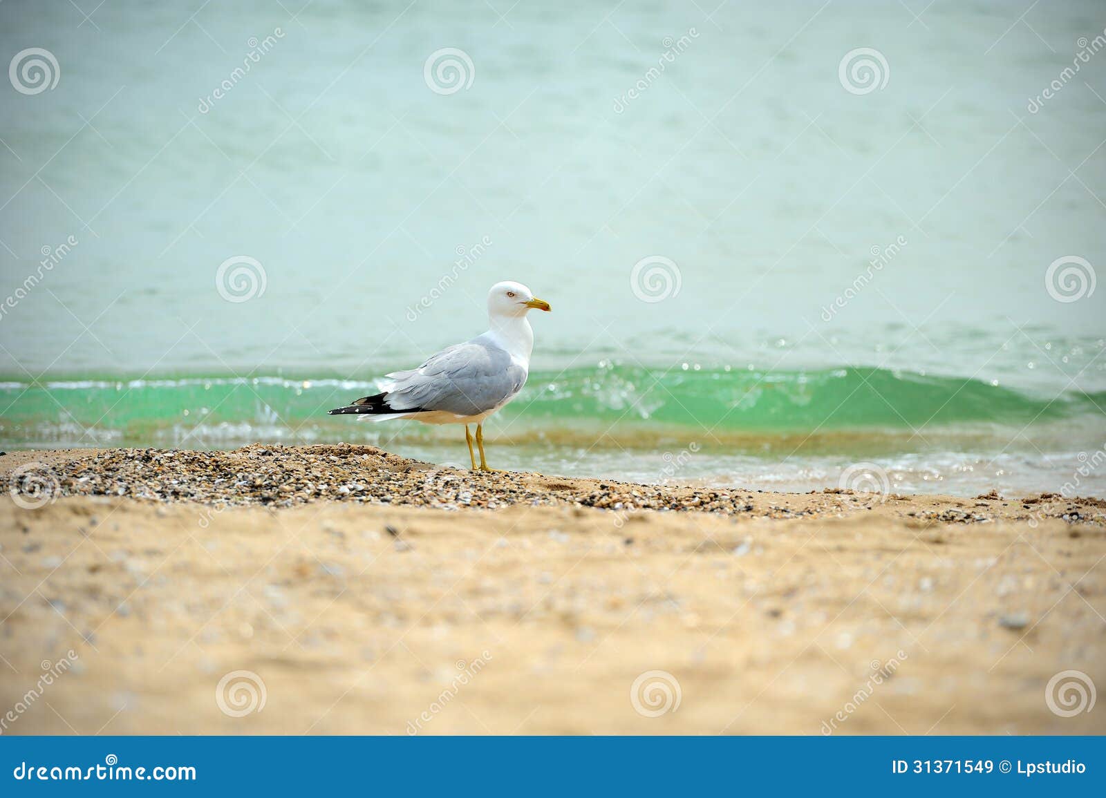One seagull side view. stock image. Image of real, close - 31371549