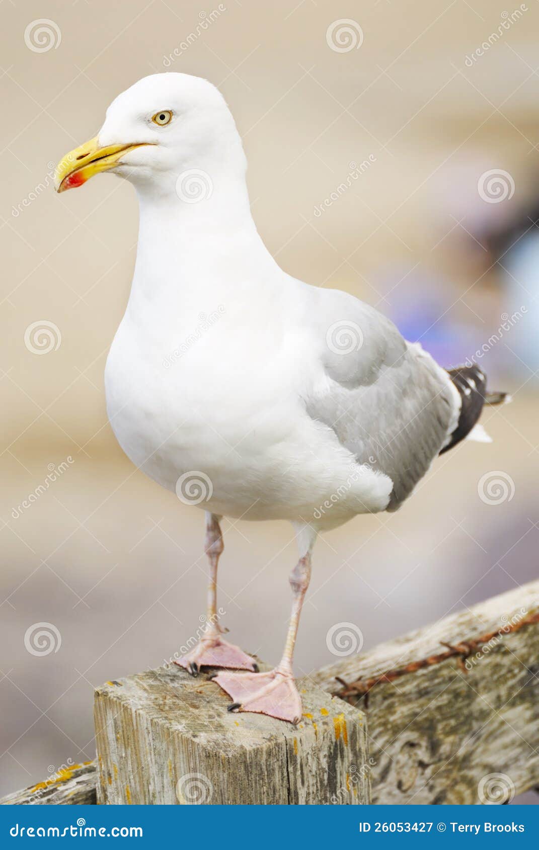 One Seagull Standing. stock image. Image of wildlife - 26053427