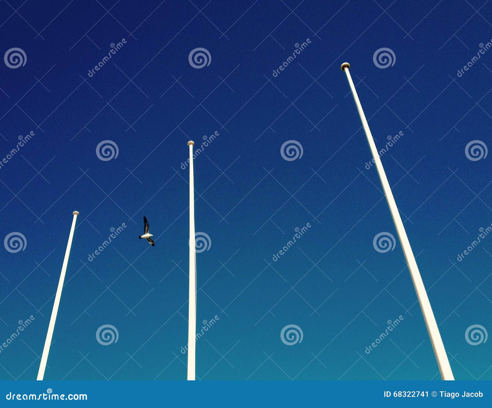 One seagull three poles stock image. Image of blue, flying - 68322741