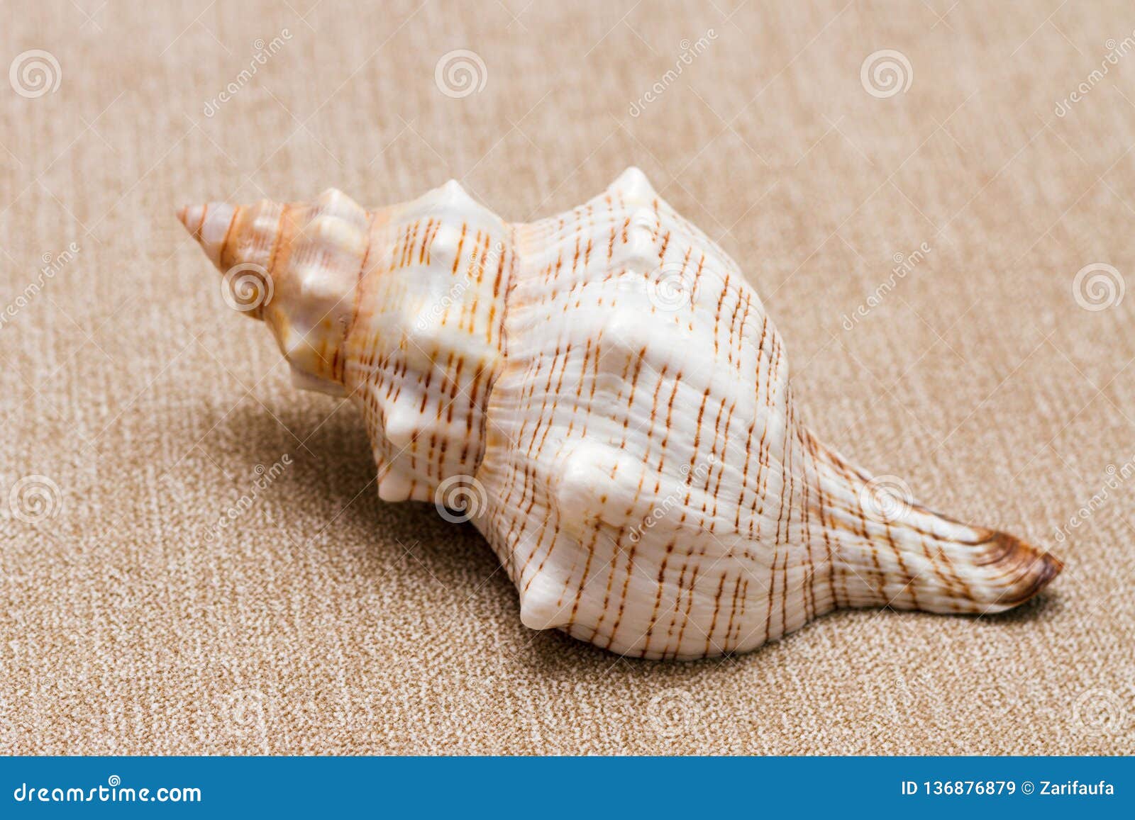 One Seashell on Beige Textile Background Stock Image - Image of shell ...