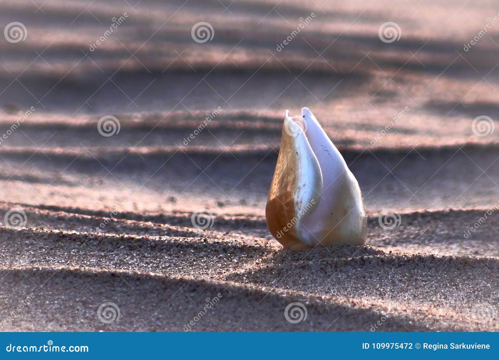 One seashell at the dunes stock photo. Image of creative - 109975472