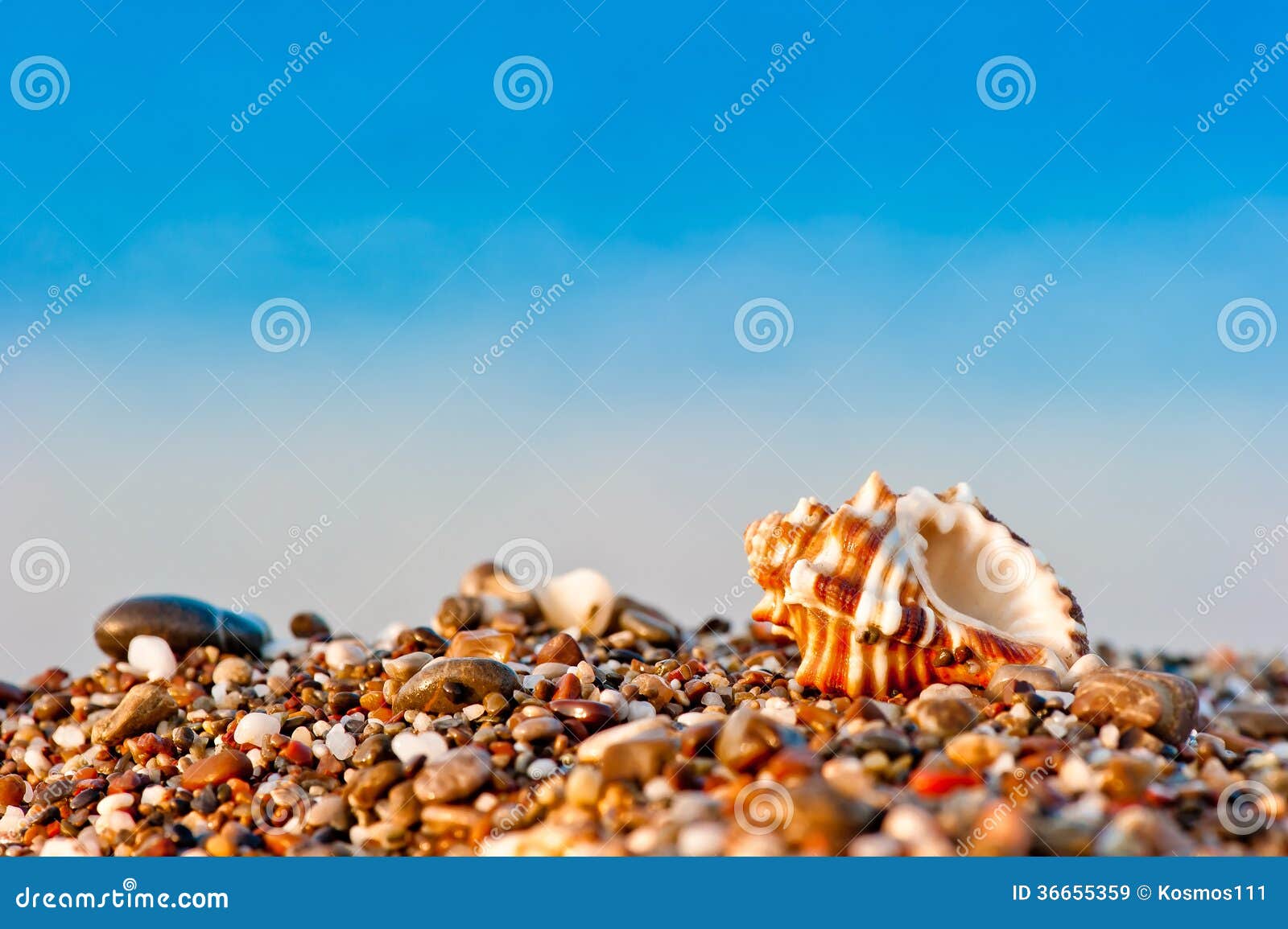 One Seashell on a Pebble Beach on Sea Background Stock Image - Image of ...