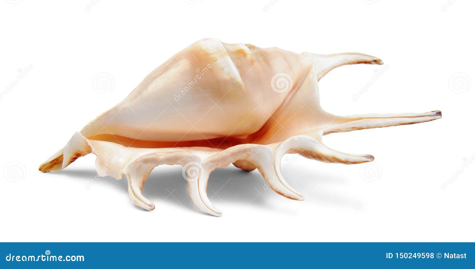 Luxury Nacre Seashell Background Texture Royalty-Free Stock Image ...