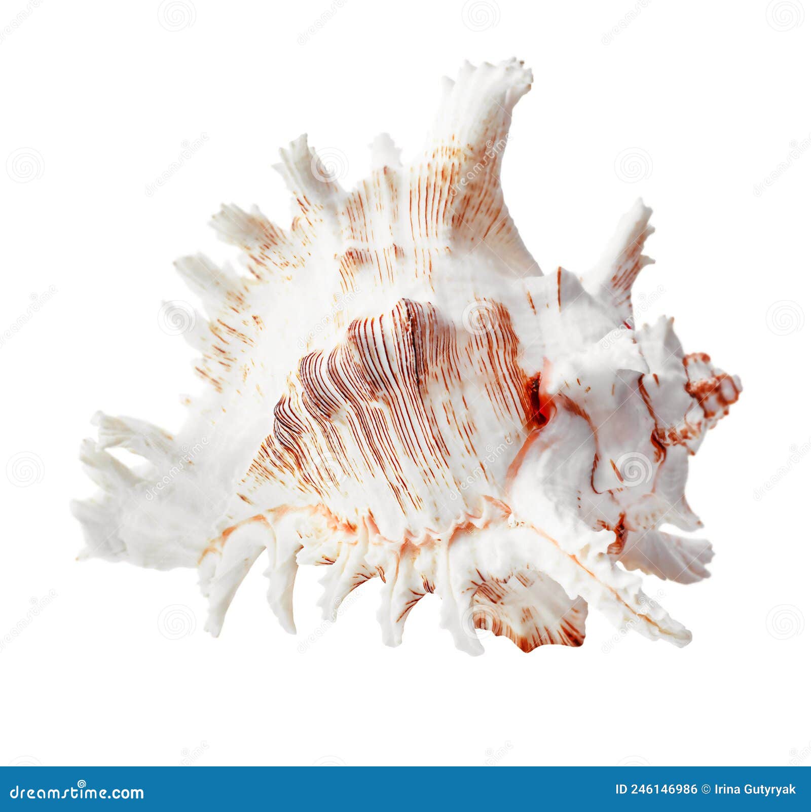 One seashell stock photo. Image of white, animal, seashell - 246146986