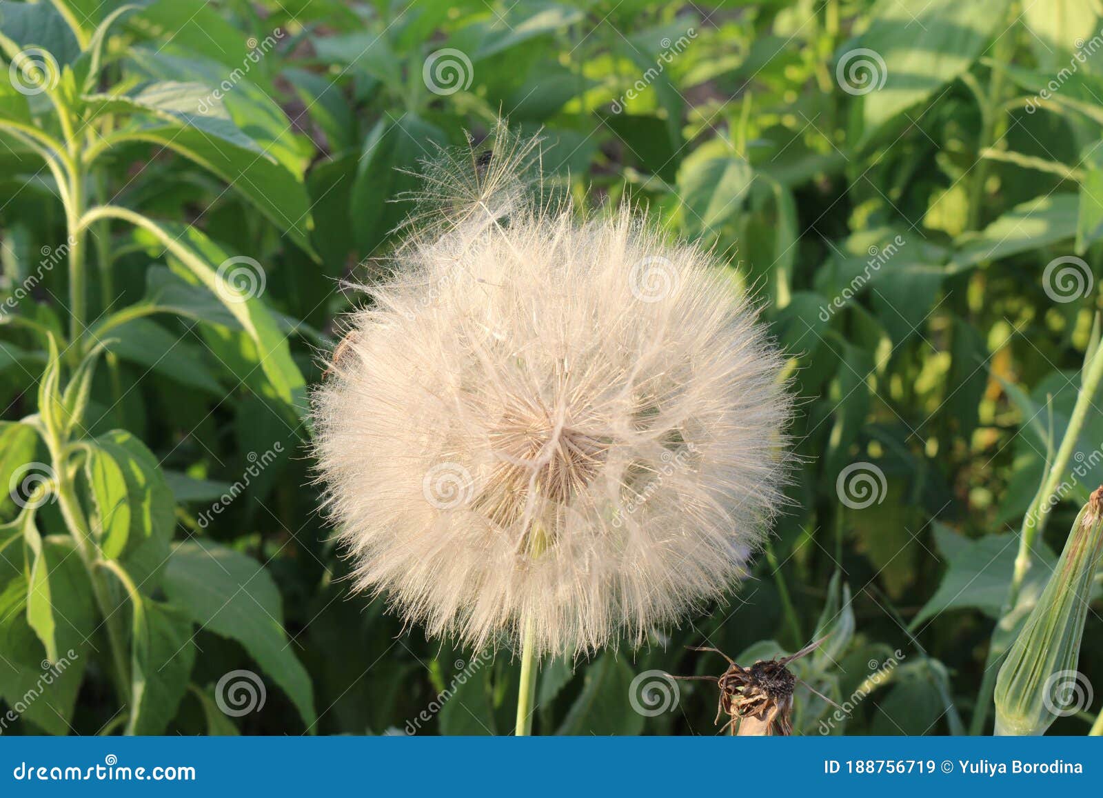 One Seed on a Feather is Separated from a Dandelion Ball Stock Image ...
