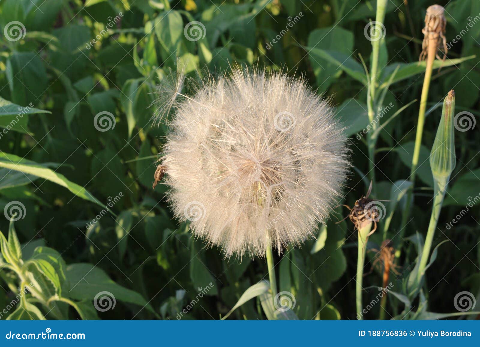 One Seed on a Feather is Separated from a Dandelion Ball Stock Photo ...