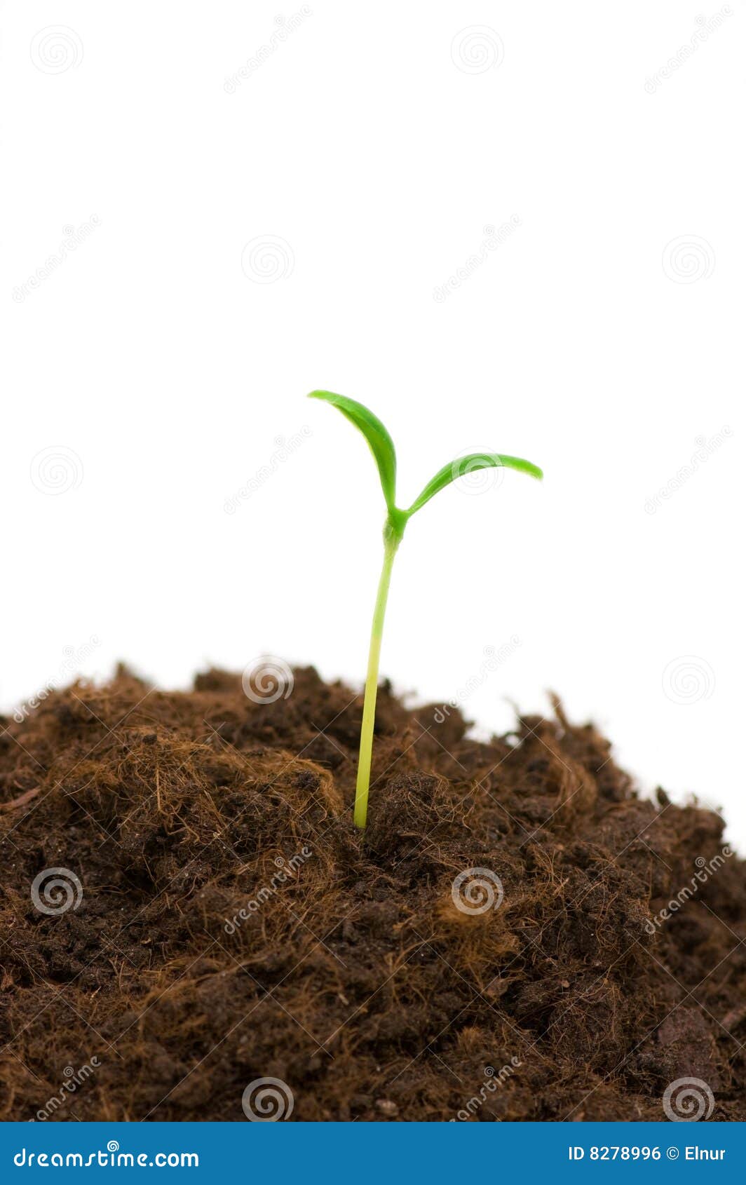 One seedling stock photo. Image of conservation, care - 8278996
