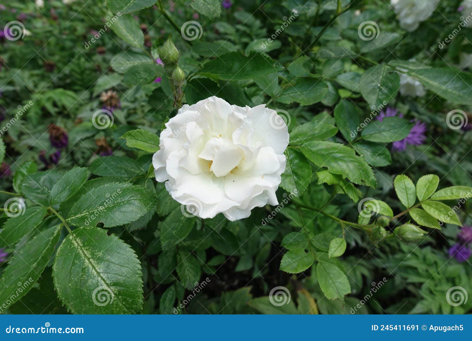 One Semi Double Flower of White Rose Stock Image - Image of branch ...