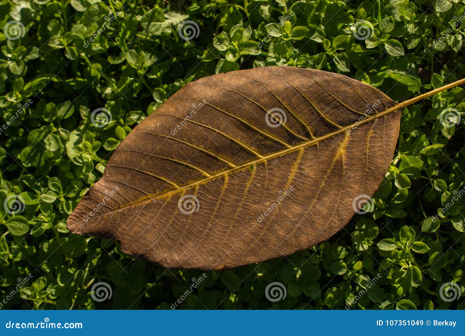 One Separate Dry Leaf in View Stock Image - Image of pattern, bright ...
