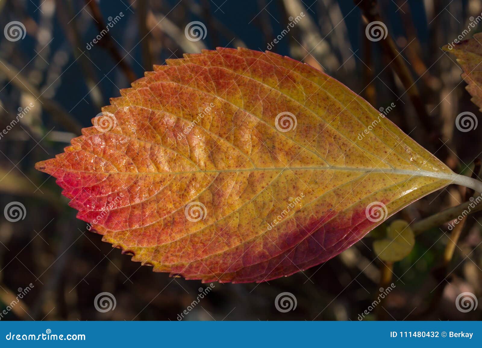 One Separate Dry Leaf in View Stock Photo - Image of beauty, detail ...