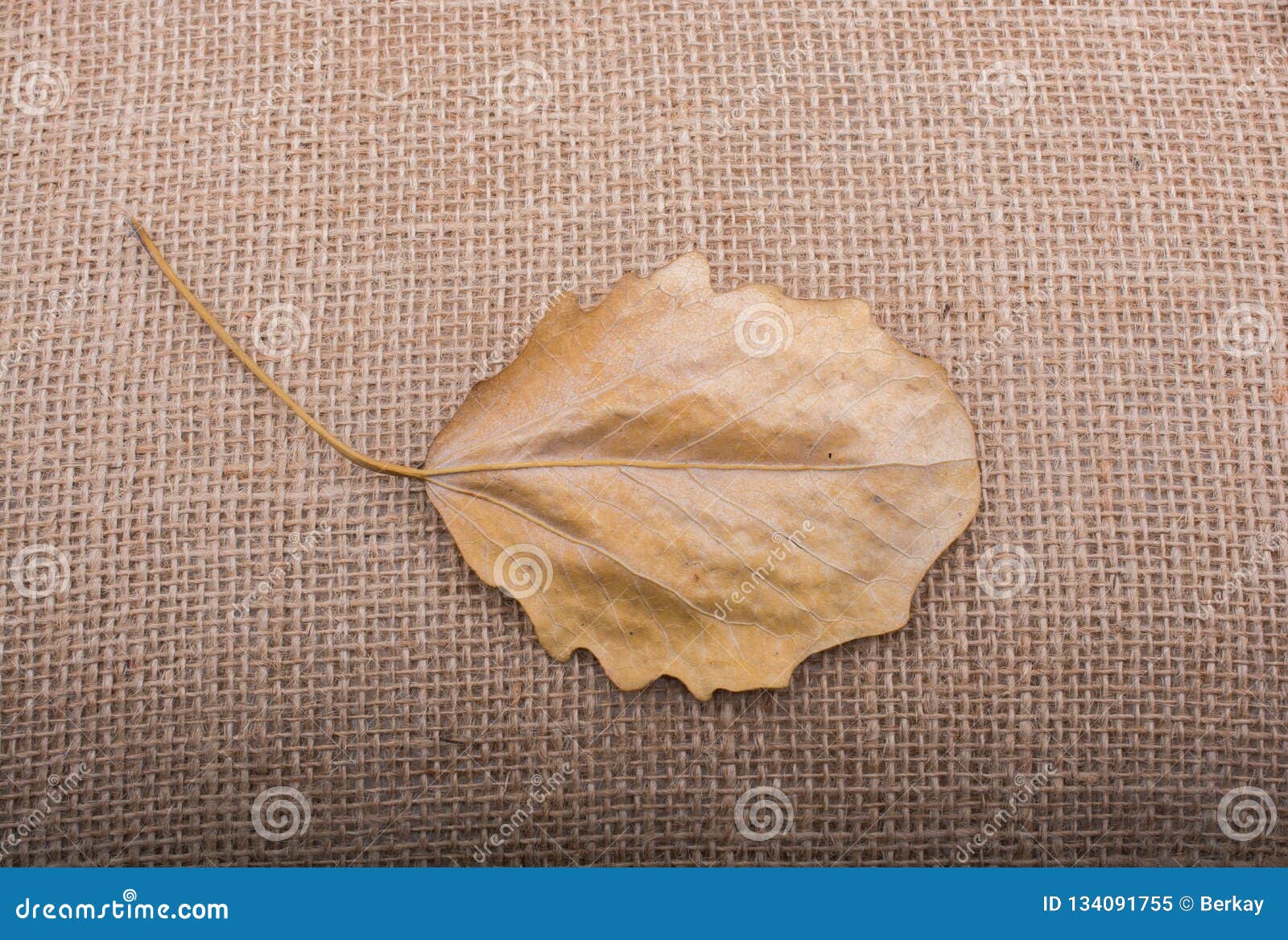 One Separate Dry Leaf in View Stock Image - Image of garden, beautiful ...